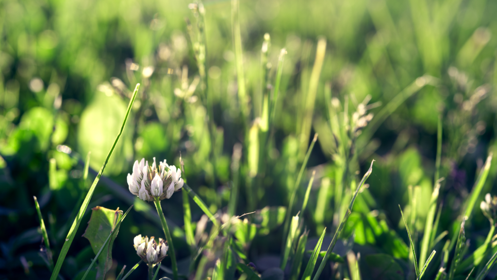 Lawn Basics - PerfectEarth