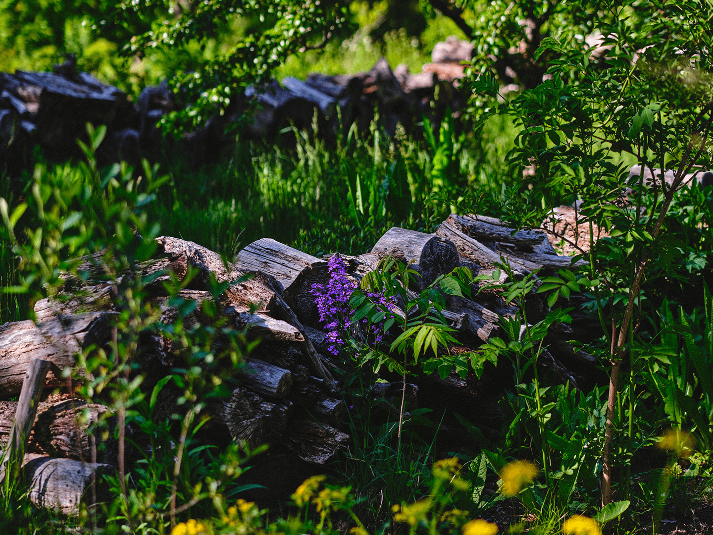 Programs - PerfectEarth