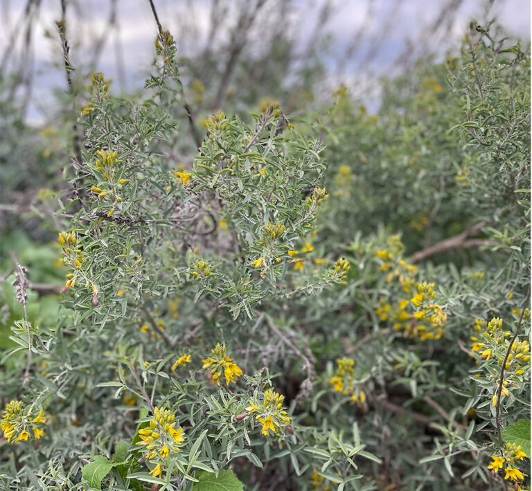 Ask the Experts: The Native Plant Combinations the Pros Love - PerfectEarth