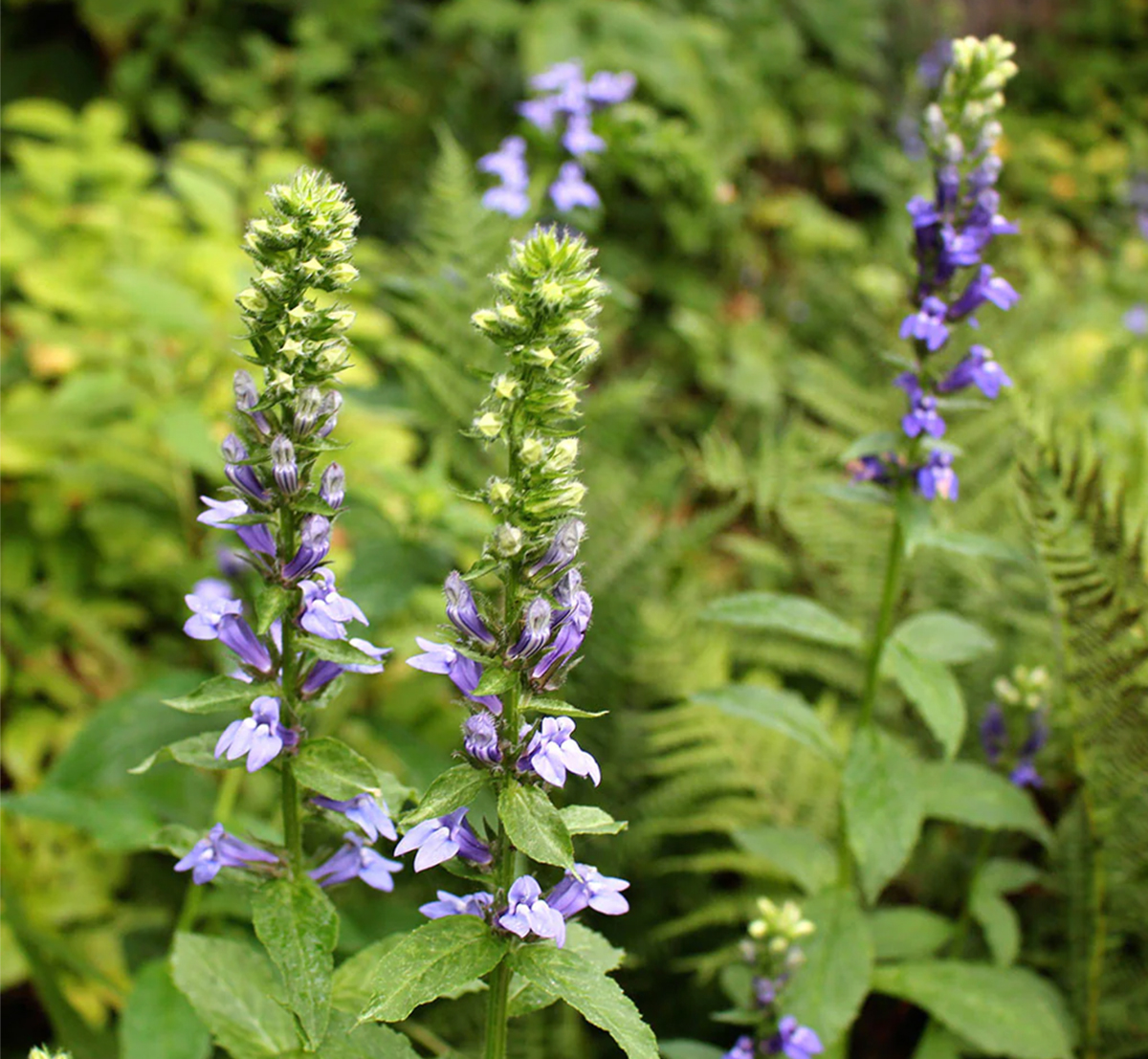 Ask the Experts: The Native Plant Combinations the Pros Love - PerfectEarth