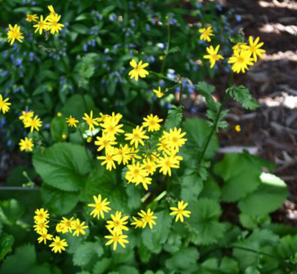 Ask the Experts: The Native Plant Combinations the Pros Love - PerfectEarth
