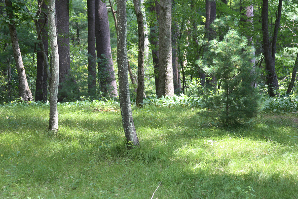 The Radical Ethics of Ecological Horticulture - PerfectEarth