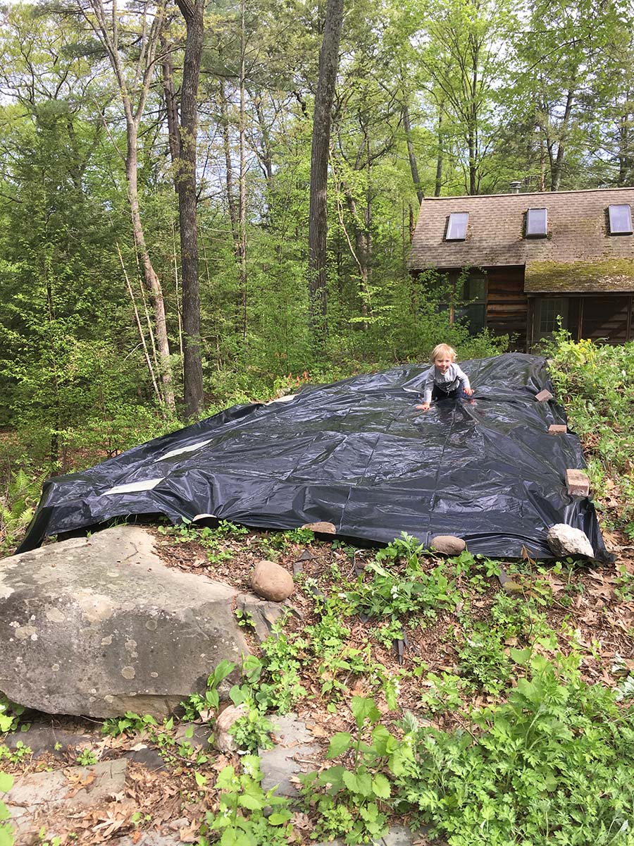 Ask the Experts: How Do You Reduce Invasive Plants Without Using ...