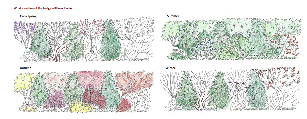 Let's Rethink What a Hedge Can Be - PerfectEarth